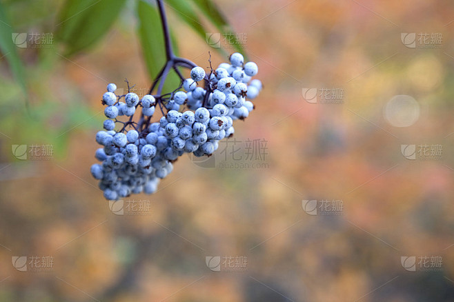 野生蓝接骨木果