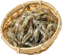 罗氏虾-学名：Roche shrimp（免扣）-花瓣网