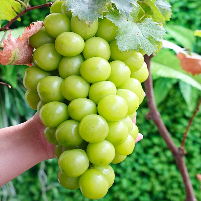 阳光玫瑰当季水果批发葡萄类新店放价包甜包好吃产地直发代发-花瓣网