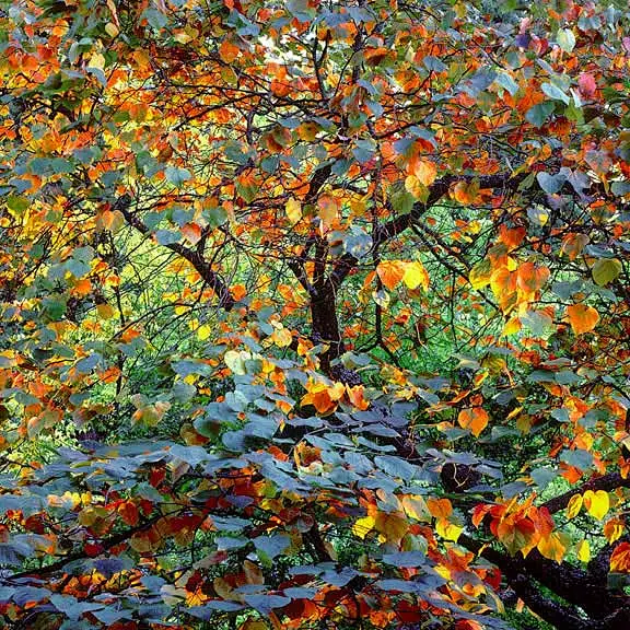 Christopher Burkett-花瓣网