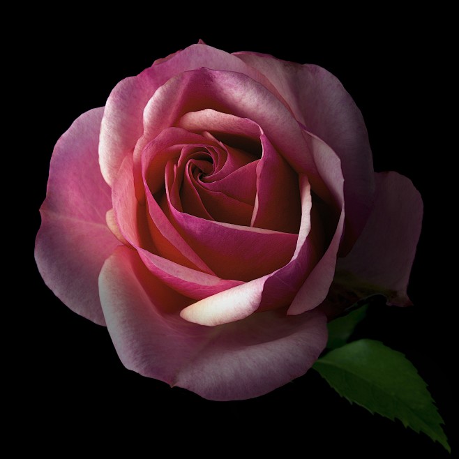 215)Rose P (Explore)