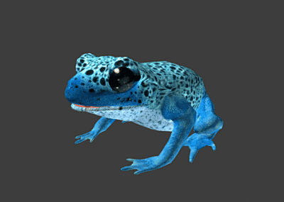 箭毒蛙 青蛙 蛤蟆 蟾蜍 带绑定动画 虚拟现实 次时代模型 U3D UE4-花瓣网