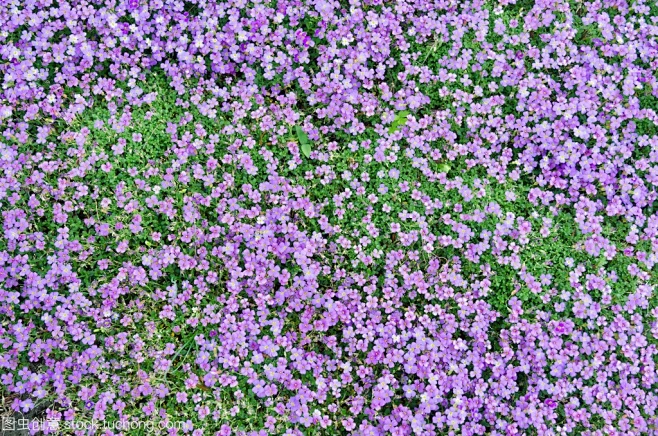 花卉贴图材质的搜索结果_360图片-花瓣网