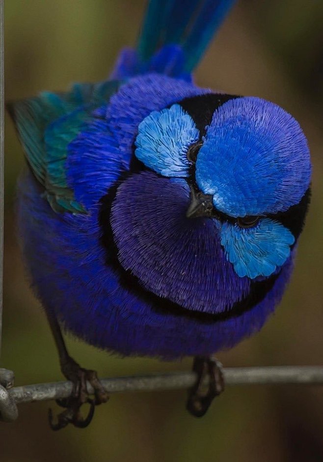 澳大利亚的辉蓝细尾鹩莺（Malurus splendidus）是一种小型鸟,成年鸟的体重也只有数克。 雌性是灰色，雄性是蓝色。 (Photo ...