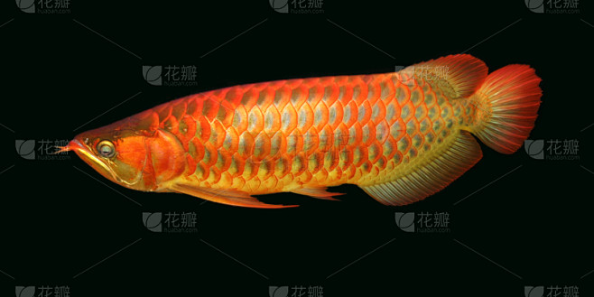 龙鱼,红色,深海龙鱼,水,留白,水平画幅,水下,水禽,水栖哺乳动物,彩色图片