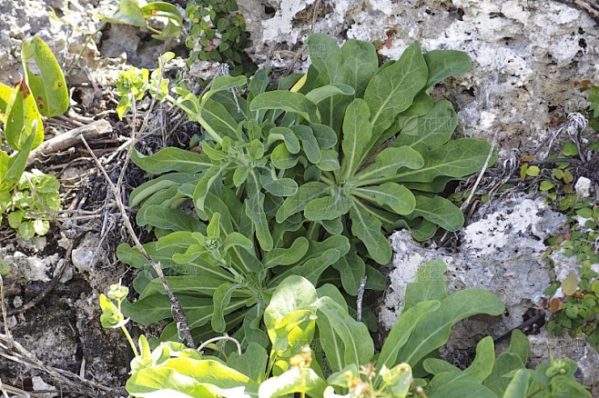 日本的Nigana素材-花瓣网