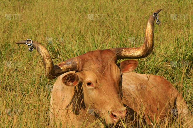 长的,牛,有角的,农业,牛排,哺乳纲,草,动物,农场,德克萨斯长角牛