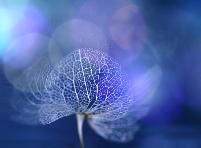 来自Shihya Kowatari摄影 太喜欢了