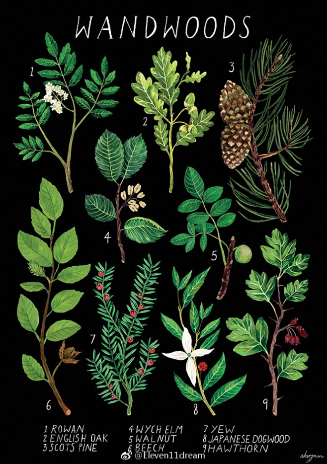 + 插画 Amanda Herzman -花瓣网