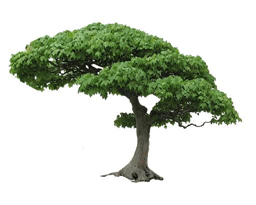 tree PNG-花瓣网