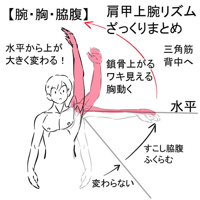 肩膀骨骼图解 (16)