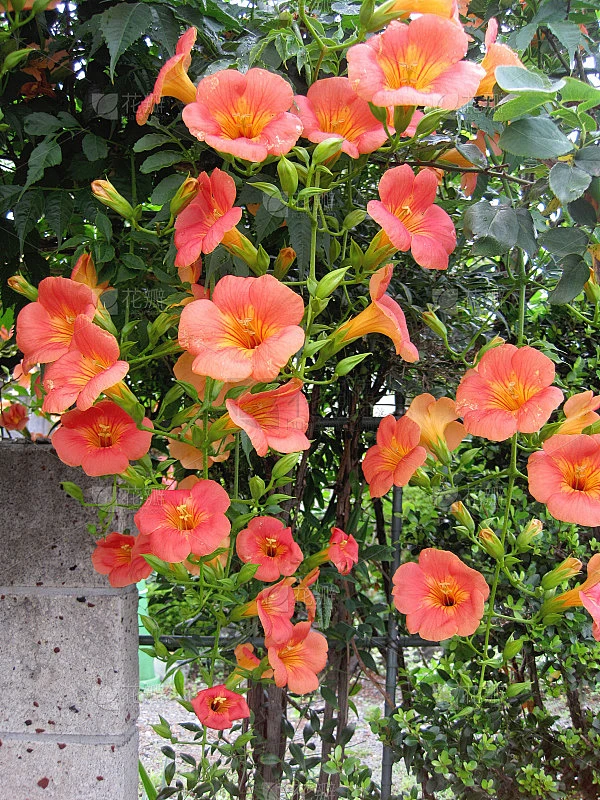 campsis开大花的素材-花瓣网