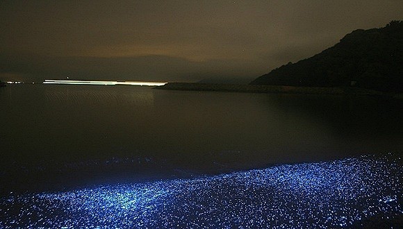 海荧属 ( Cypridina )的海洋无脊椎动物的统称。是生活在海湾里的一种浮游生物，夜间能闪闪发光，为荧光￿1078324934