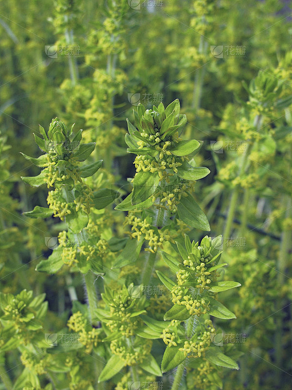 Cruciata laevipes