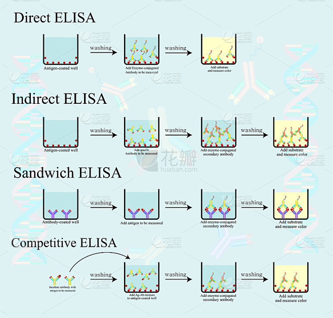 4 ELISA信息图概念类型