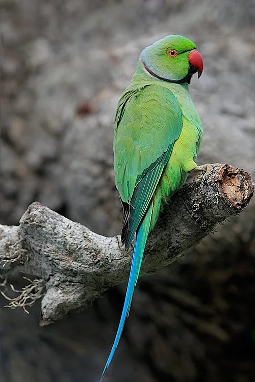 pc_680_webp.webp (25)