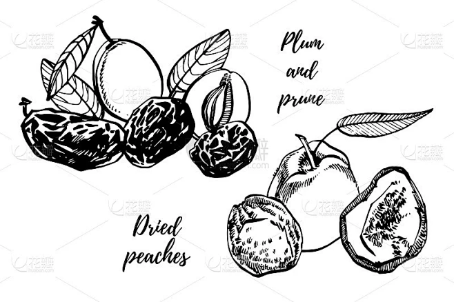 Dried peaches and Prunes, plums vector hand drawn 素材-花瓣网