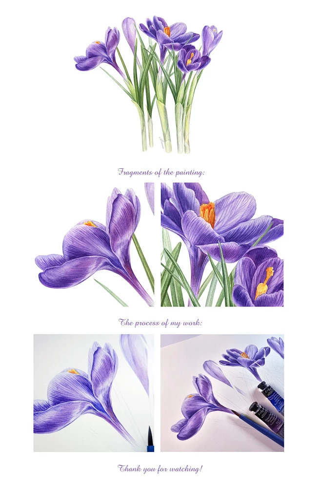 flower floral Flowers watercolor crocuses crocus botanical illustration ...