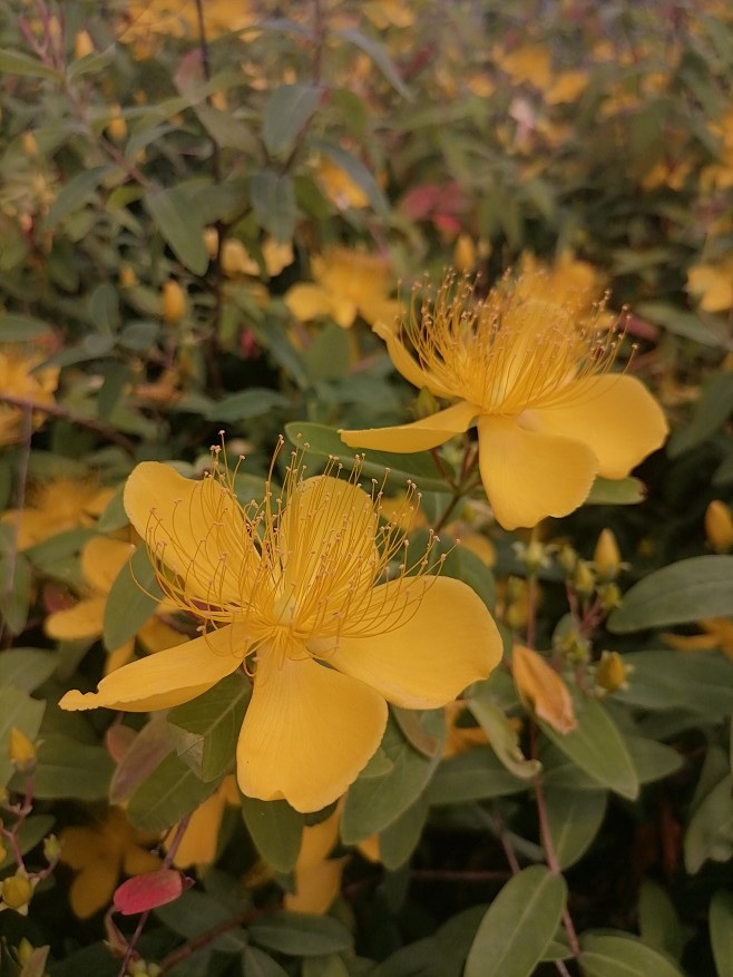 金丝桃（Hypericum monogynum L.）为藤黄科金丝桃属植物，半常绿小乔木或灌木