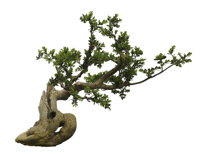 Spring Bonsai Tree Cutout - PIXELREF (64)