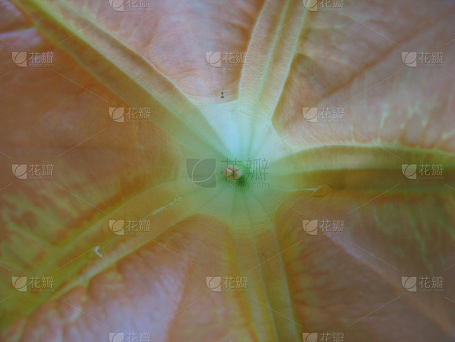 P.Spring粉红色的专辑