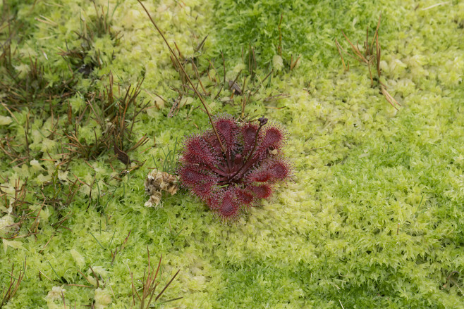 Mossy Bog (20)