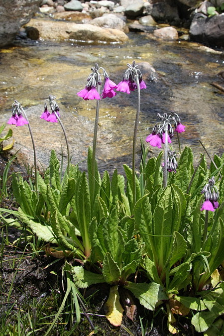 偏花报春 Primula secundiflora