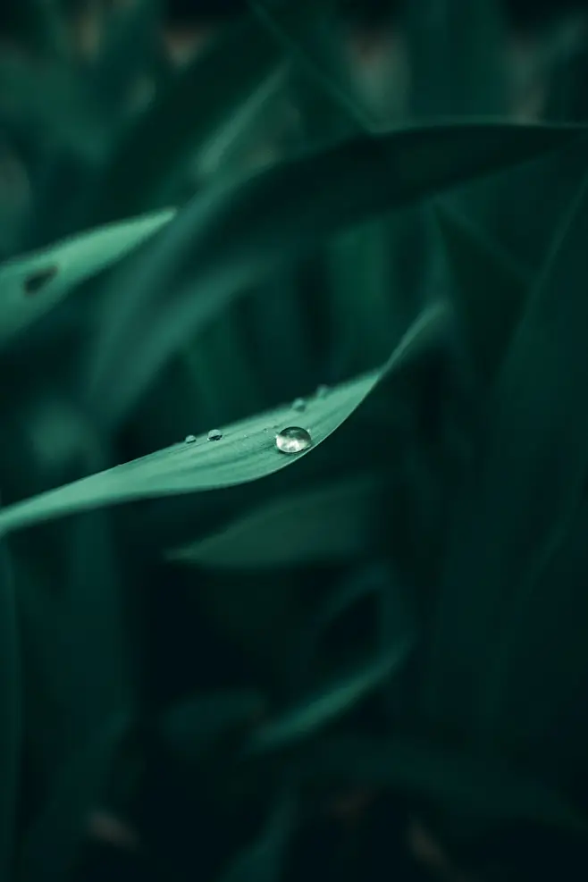 water dew on leaf-花瓣网