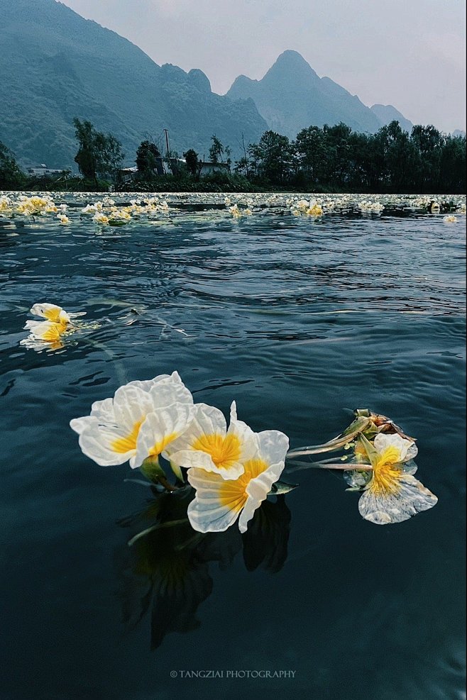 靖西海菜花Ottelia acuminata var. jingxiensis