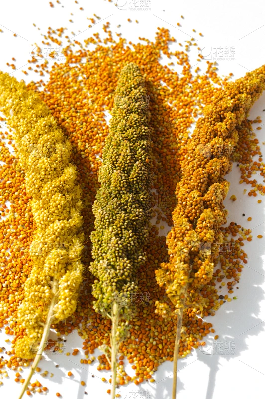 Sprigs of different varieties of millet on a white background素材-花瓣网
