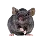 rat_mouse_PNG23542-花瓣网