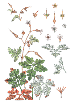 复古花纹-花瓣网|陪你做生活的设计师 | YUKI-MPV插画植物 (108)