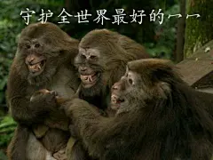 猴子搞笑_猴子搞笑图片下载-花瓣网