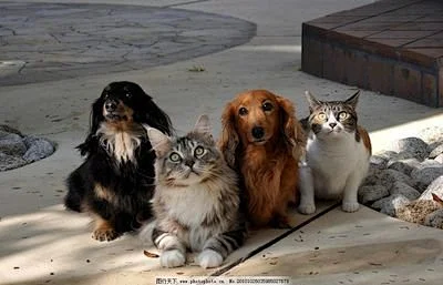 猫狗壁纸高清大图_360图片-花瓣网