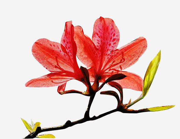 开花映山红图片素材