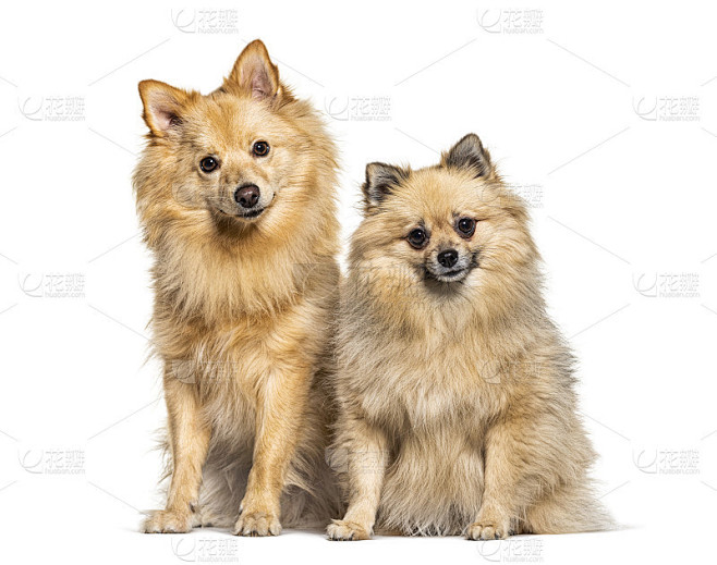 两只基绍德狗坐在一起，孤立地坐在白色的