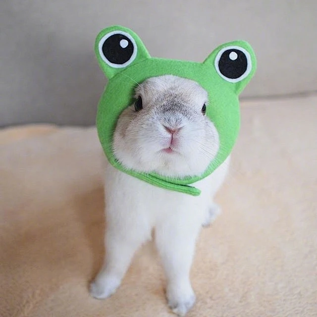 戴上小帽子卖萌的兔子Toro ins：toronouchi -花瓣网