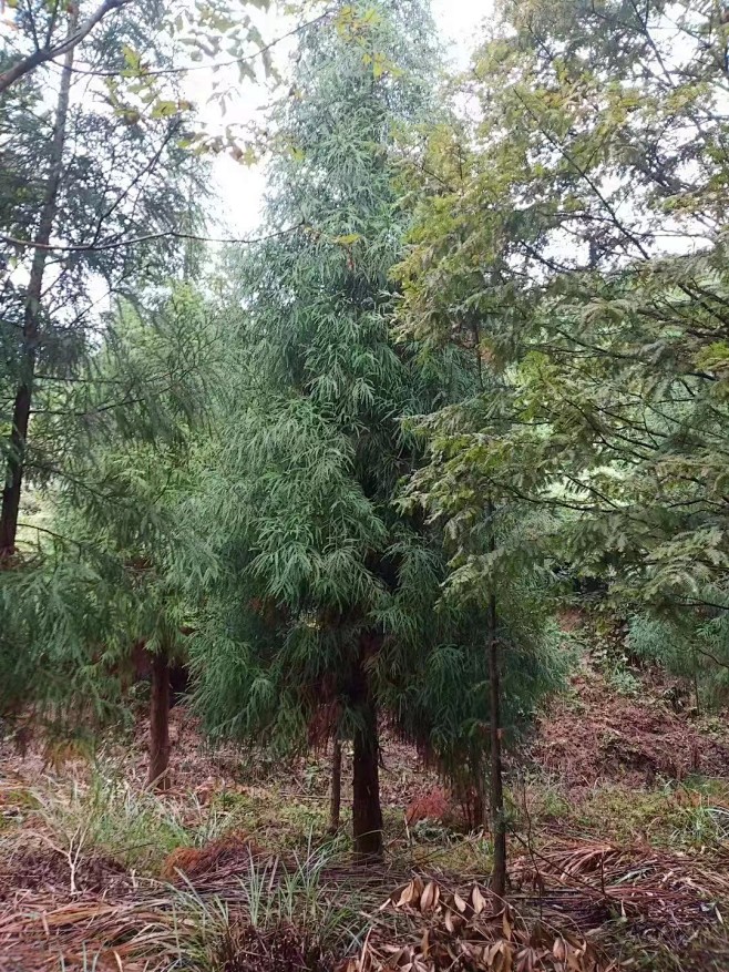 柳杉 Cryptomeria japonica