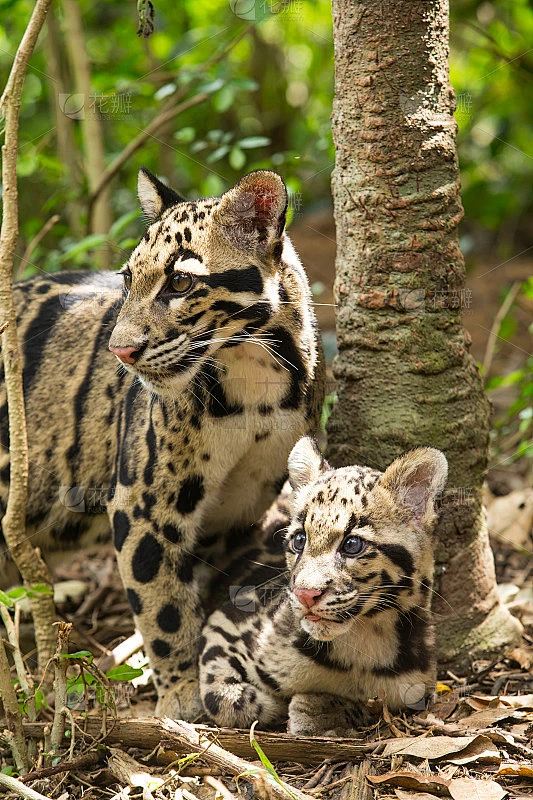 云豹(Neofelis nebula)素材-花瓣网