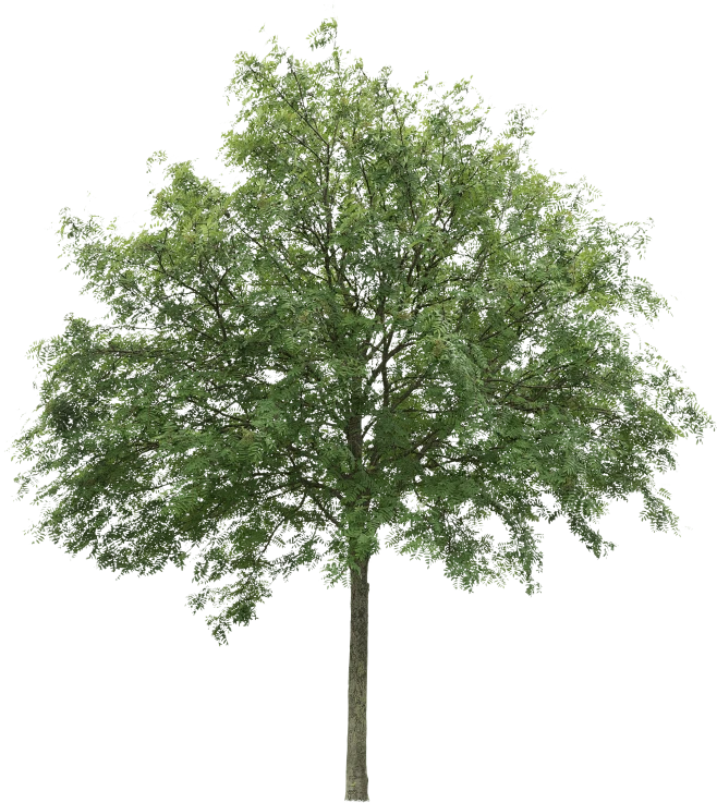 meye sorbus aucuparia cut out tree in png-花瓣网