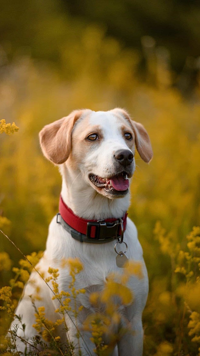 狗年狗狗旺 动物 宠物 狗 狗狗 可爱 小狗 壁纸 宠物
