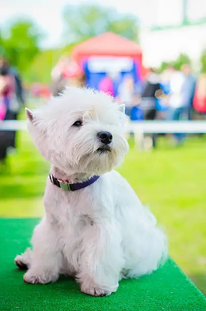 west highland terrier - west highland dog 個照片及圖片檔-花瓣网