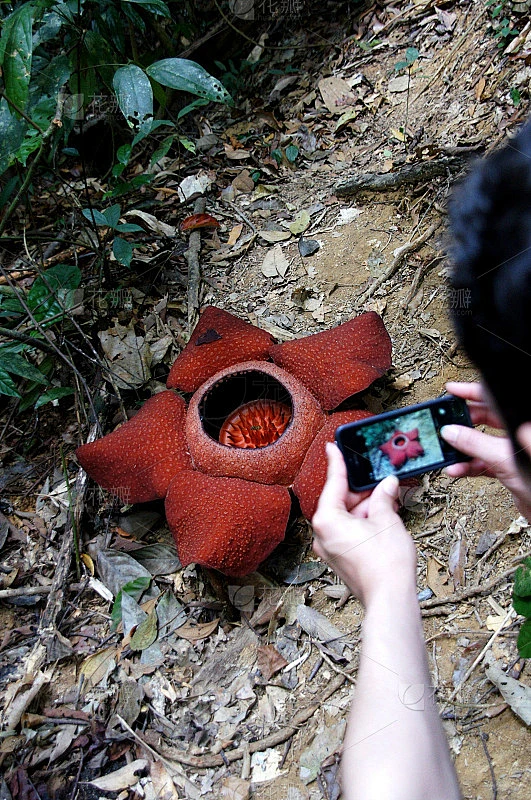莱佛士花素材-花瓣网