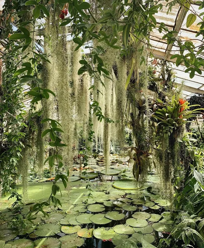 Hello Plant Lover on Instagram: “1, 2, 3, 4 or 5? Which jungle corner ...