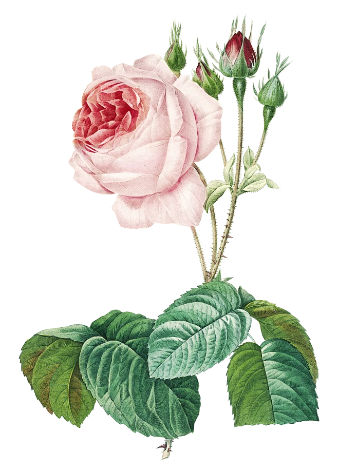 Roses (56)-花瓣网
