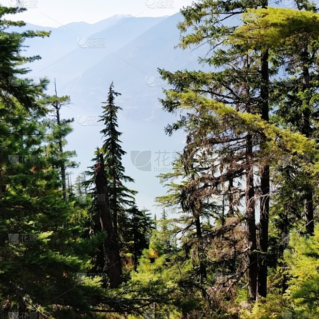 加拿大,森林,风景,地形,户外,夏天,绿色,自然美,环境,自然