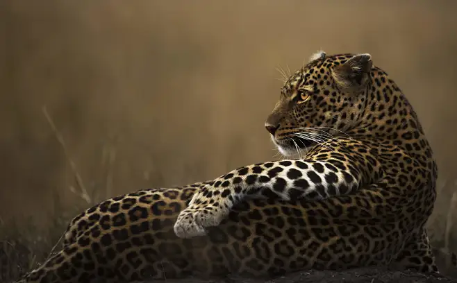 Lorain and the lost cub : Sometimes in the wild, the stories are not ...