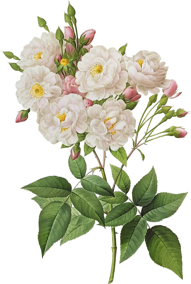 白蔷薇-花瓣网