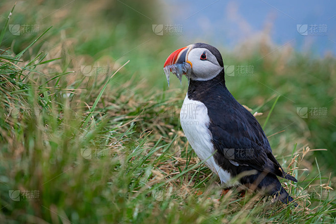 Cute Atlantic Puffin with small fish in its beak
