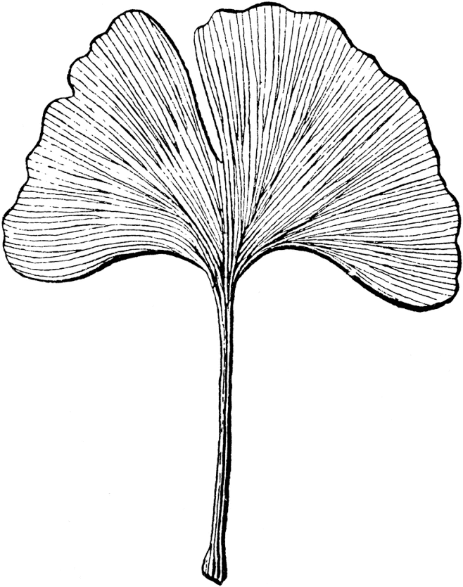 Ginkgo : Ginkgo also known as the Maidenhair Tree after Adiantum, is a ...